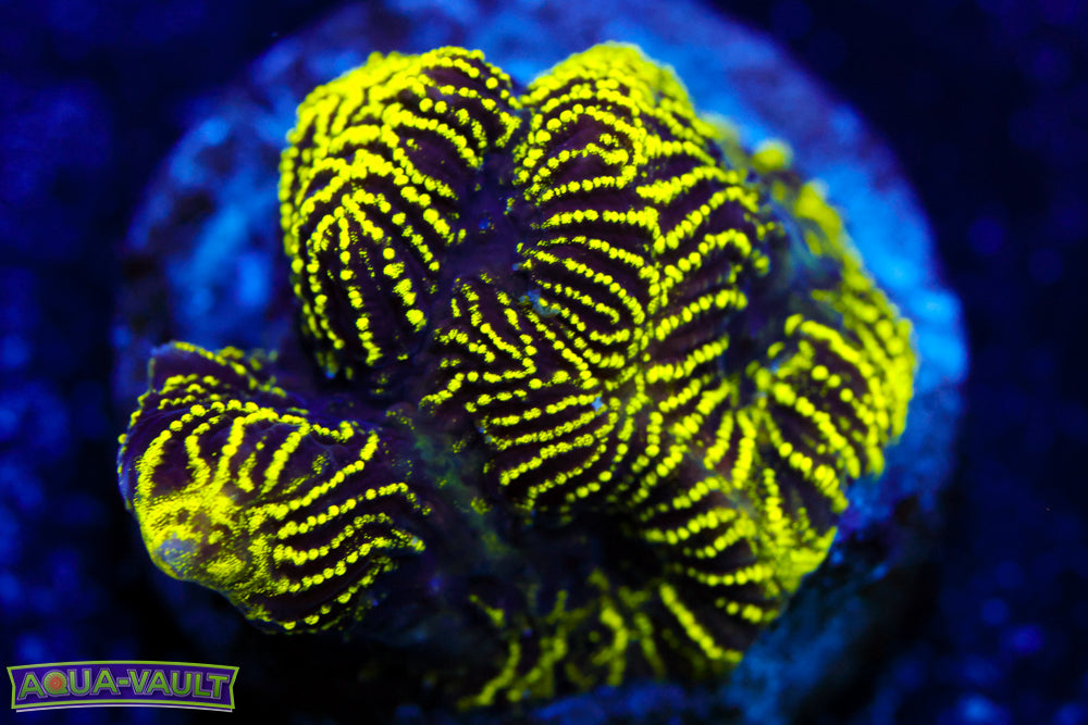 24K Convict Favia – Aqua-Vault