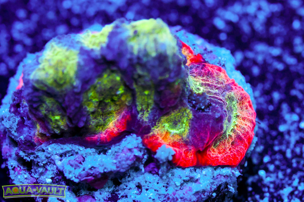 JF Dayglow Favia – Aqua-Vault