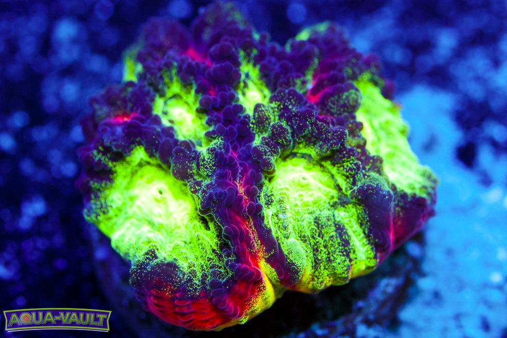 JF Psycho Rainbow Rim Favia – Aqua-Vault