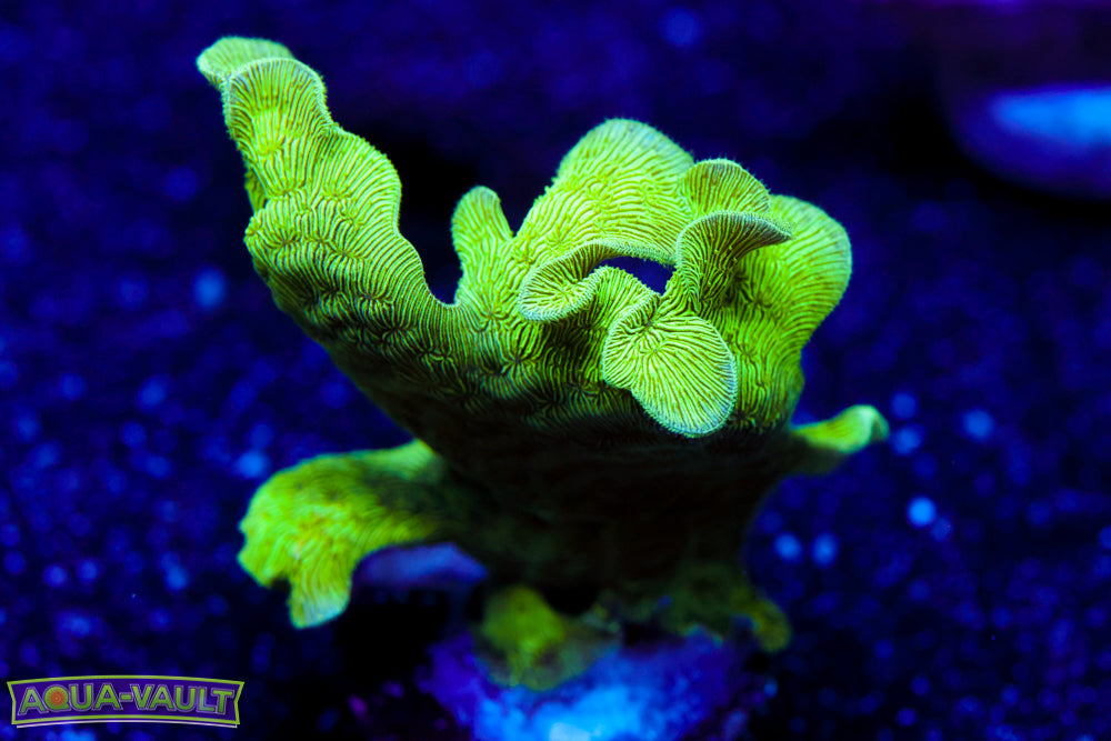 ORA Mint Chip Pavona – Aqua-Vault