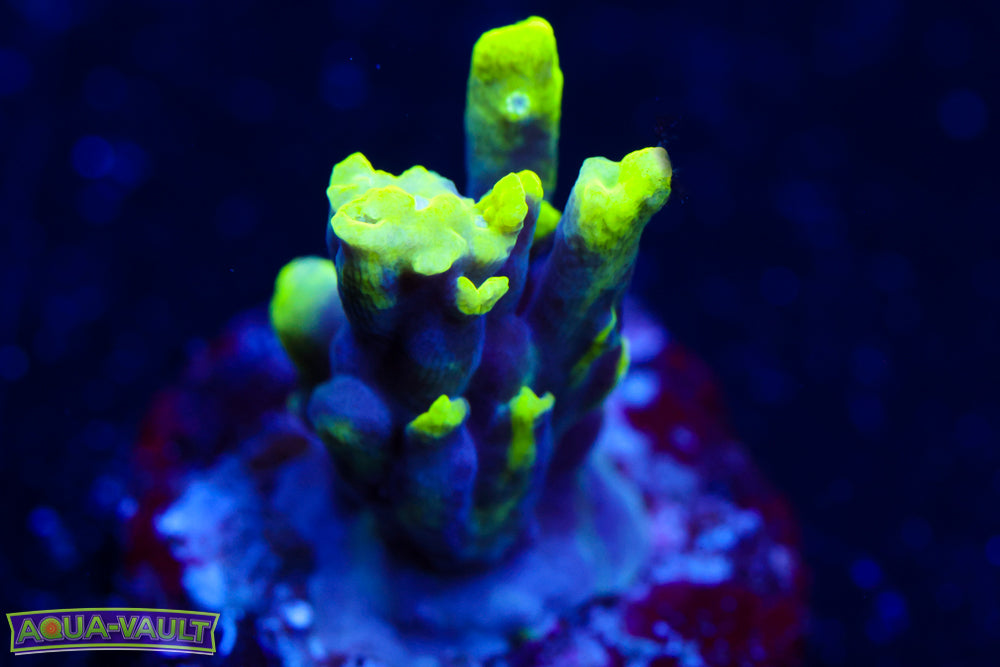 Candle Light Acro – Aqua-Vault