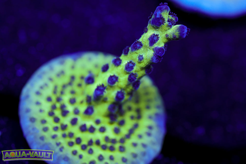Grape Ape Acro – Aqua-Vault