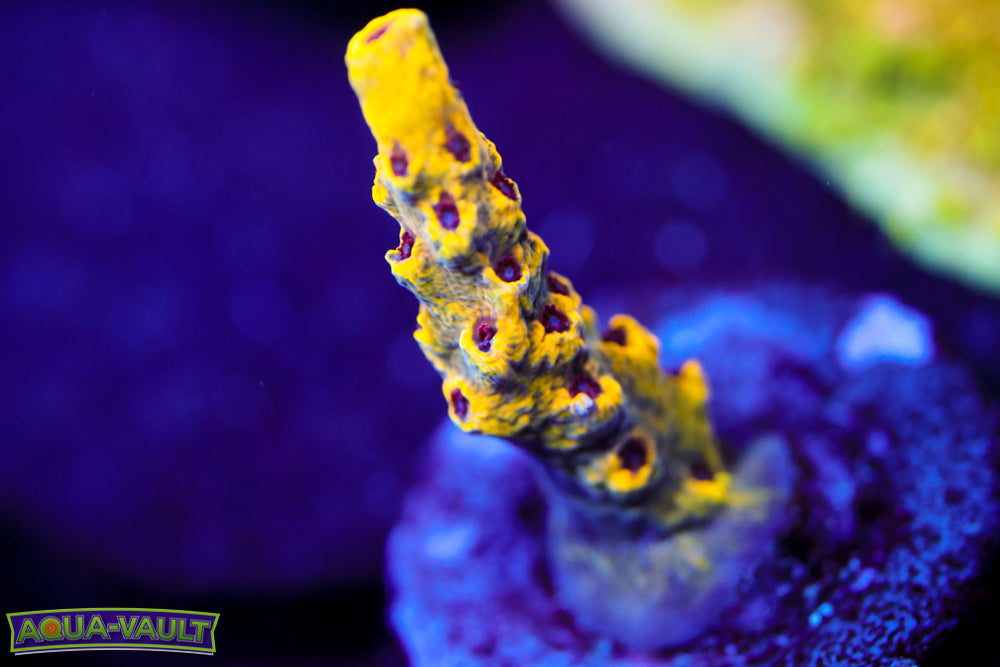 RR Pink Floyd Acro – Aqua-Vault