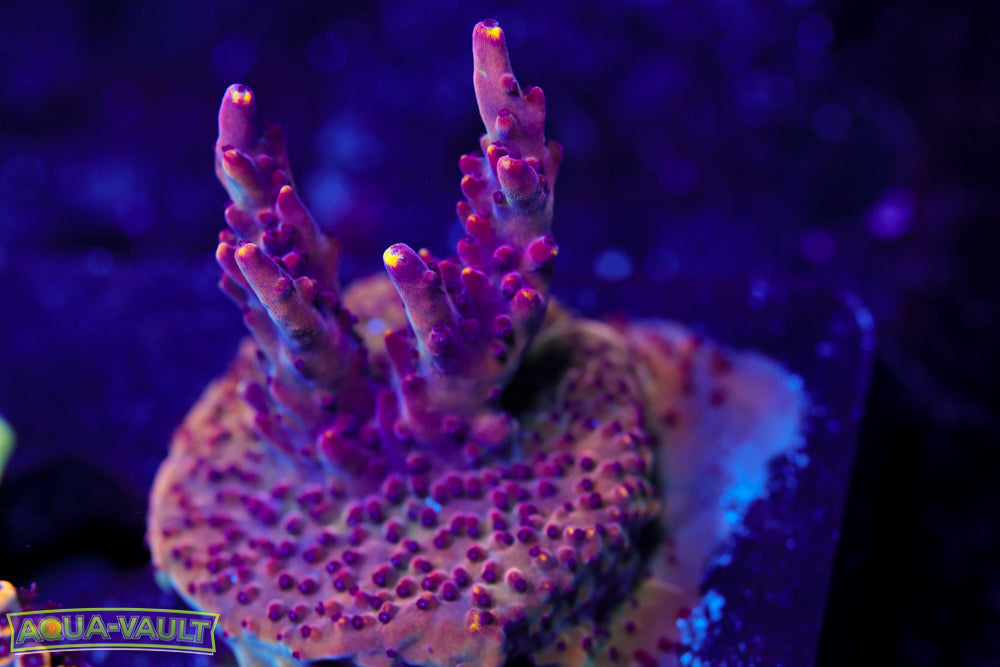 JF Fox Flame Acro – Aqua-Vault