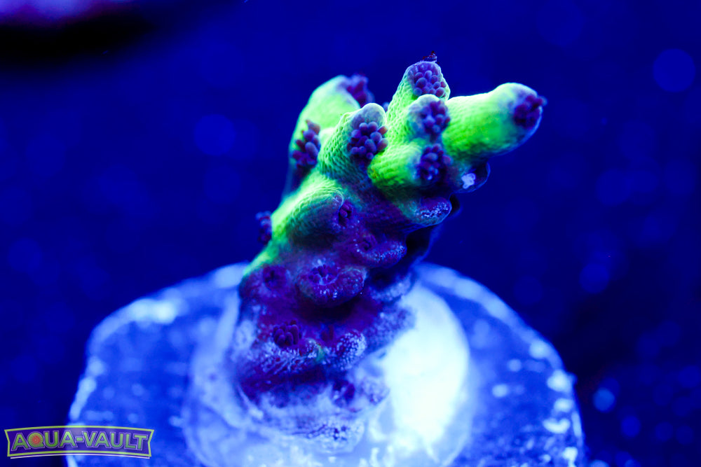 Grape Ape Acro 1 – Aqua-Vault