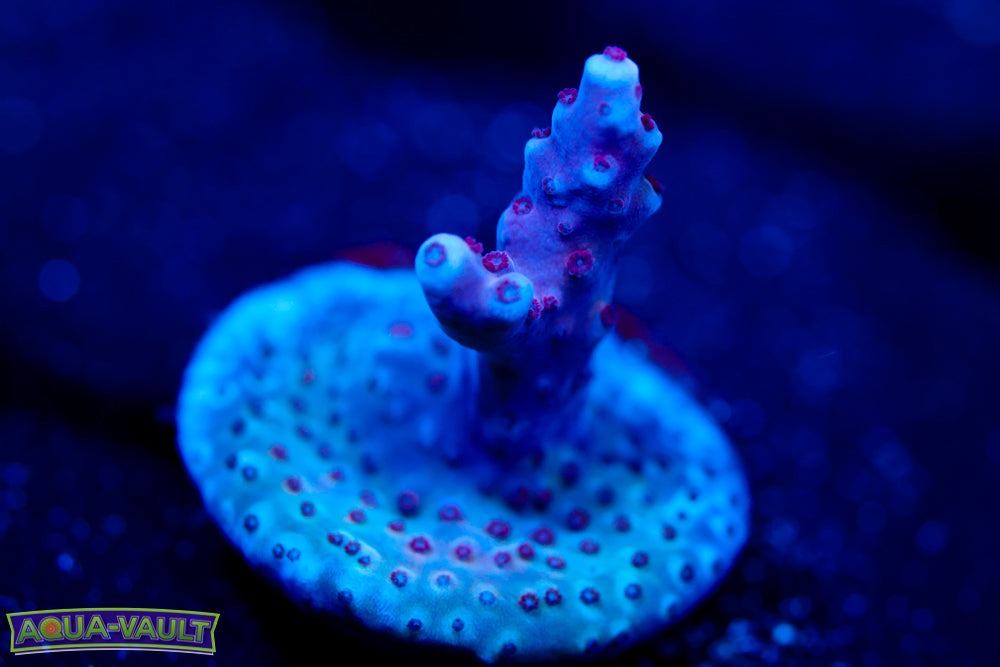 BC Space Laser Acro 1 – Aqua-Vault