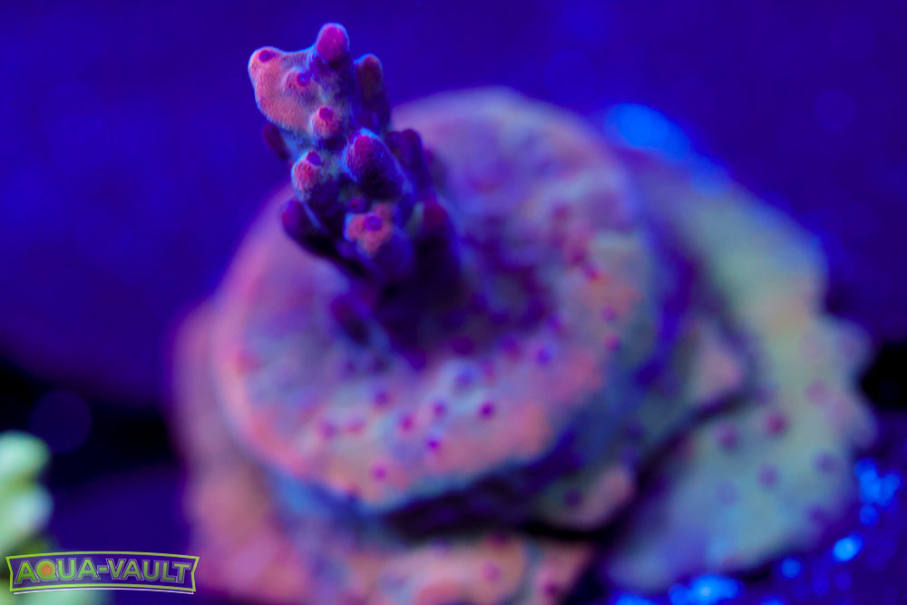 JF Fox Flame Acro 2 – Aqua-Vault