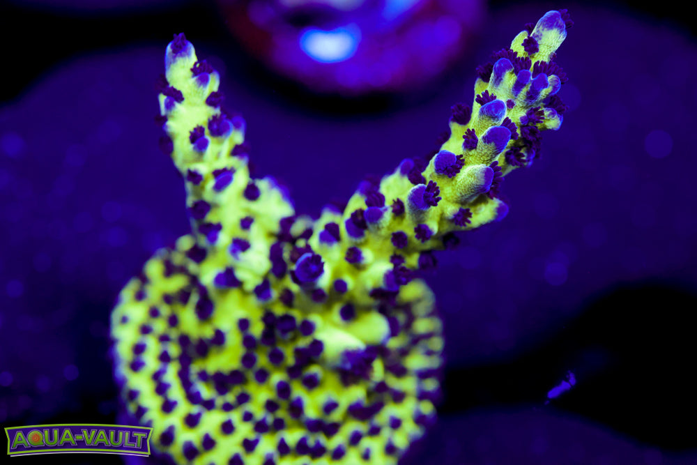 Grape Ape Acro 2 – Aqua-Vault