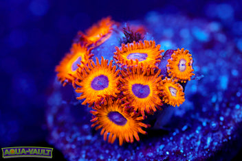 #1 Texas Based Online Coral Store – Aqua-Vault