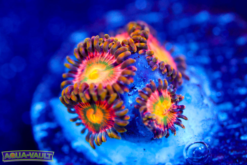 Laser Lemon Zoa – Aqua-Vault