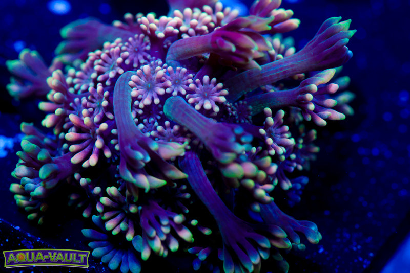 CV Holographic Alveopora ($$$$) – Aqua-Vault