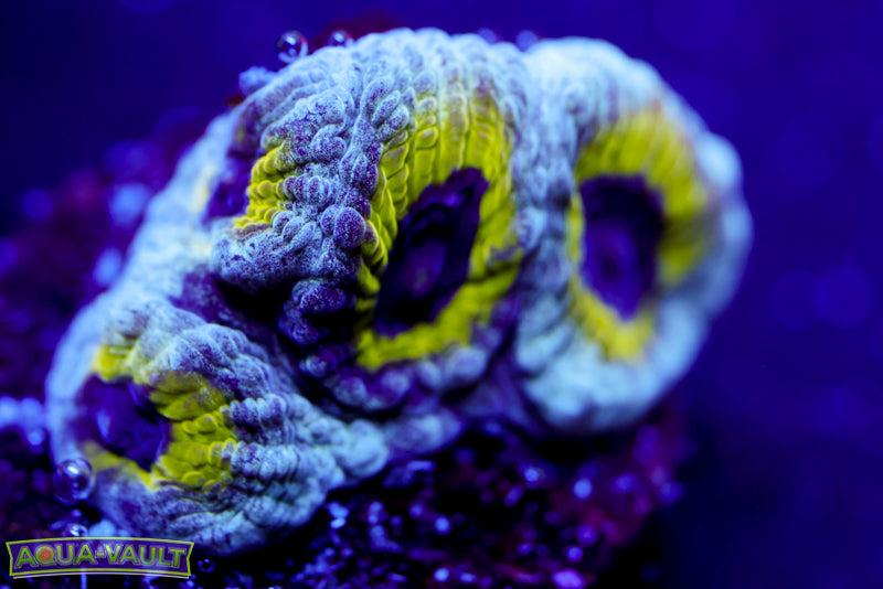 Lemony Slime Time Platygyra 1 – Aqua-Vault