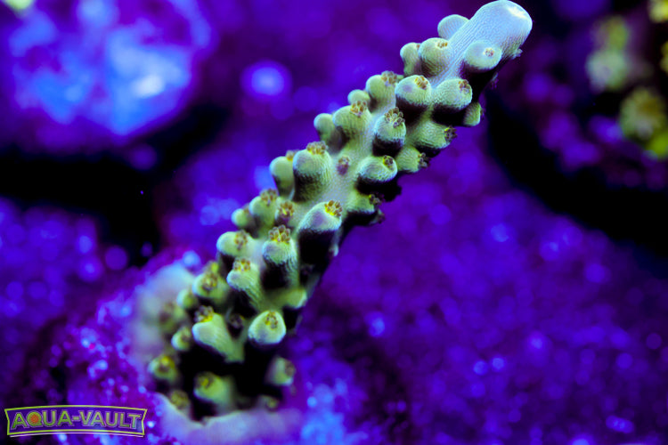 Tricolor Valida Acro 1 – Aqua-Vault
