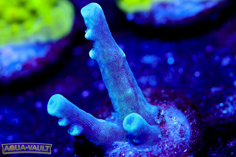 Oregon Tort Acro – Aqua-Vault