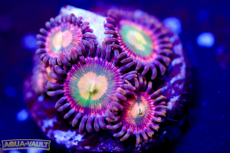 Laser Lemon Zoa – Aqua-Vault
