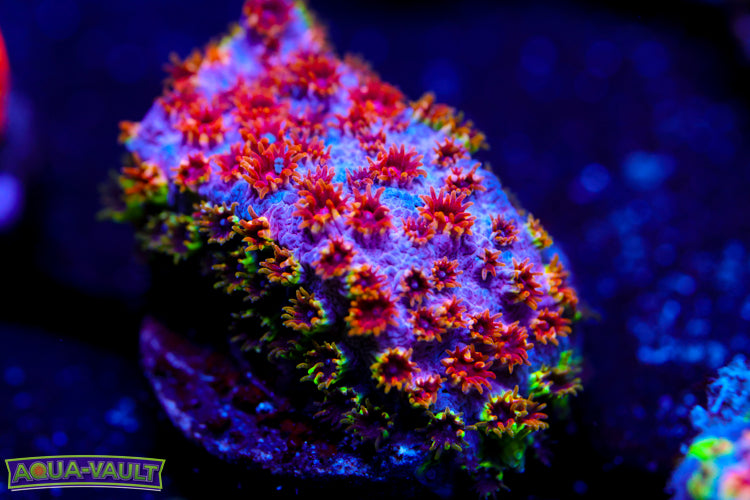 Skittles Bomb Cyphastrea 3 – Aqua-Vault