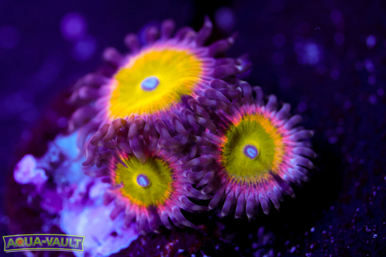 Pink Hippo Zoa 1 – Aqua-Vault