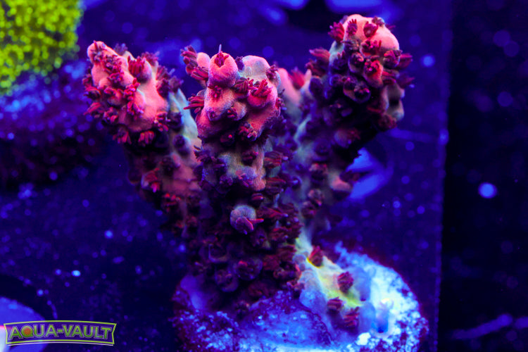 Superman Table Top Acro – Aqua-Vault