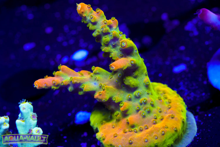 GB Shock Tart Acro – Aqua-Vault