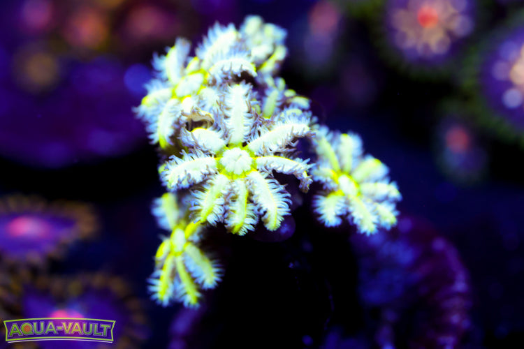 Reunion Flower Pipe Organ 1 – Aqua-Vault