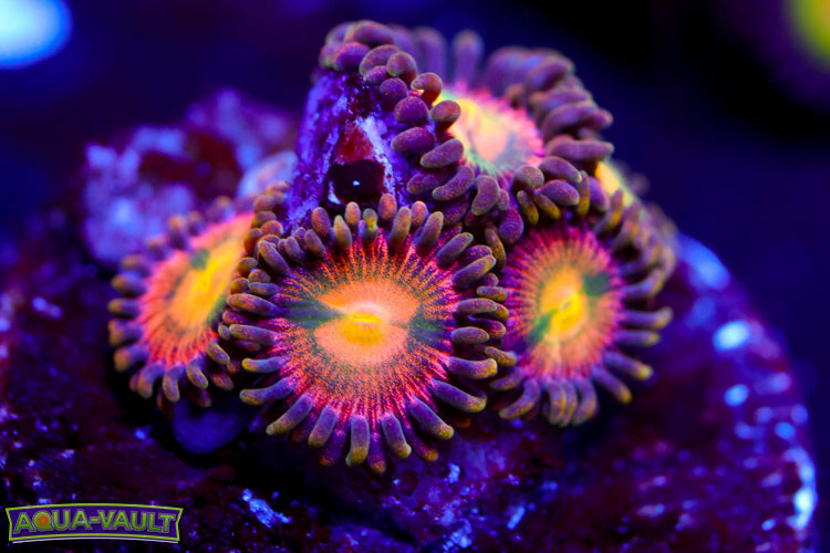 Laser Lemon Zoa – Aqua-Vault