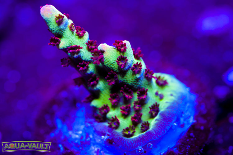 Rasing Reef Strawberry Short Cake Acro 2 – Aqua-Vault