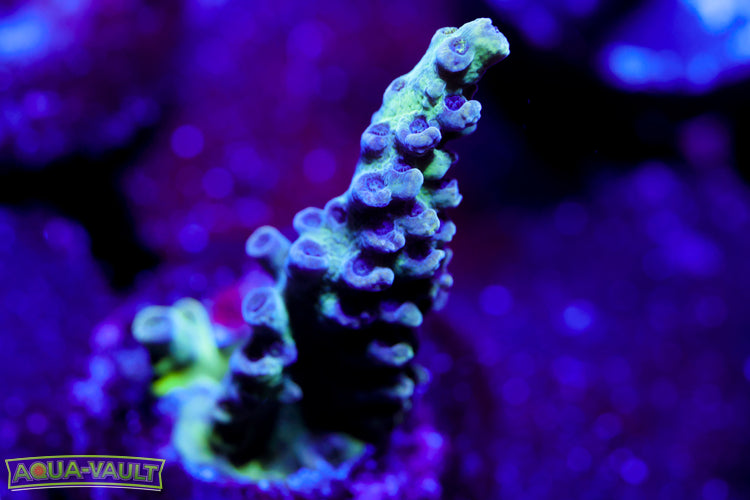 Grape Ape Acro 1 – Aqua-Vault