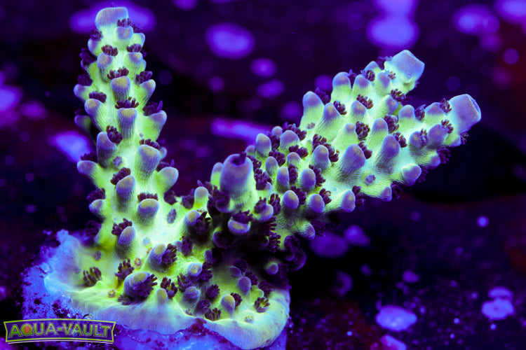 ORA Pearl Berry Acro 1 – Aqua-Vault