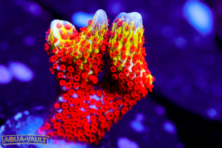 Forest Fire Montipora Digitata – Aqua-Vault