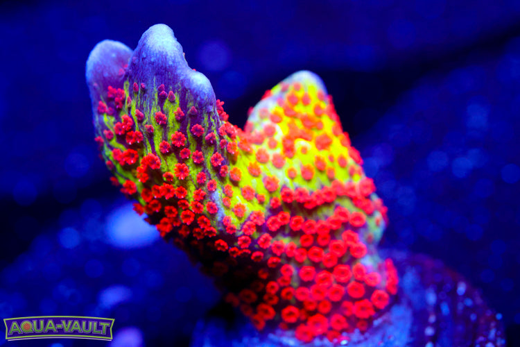 Forest Fire Digitata – Aqua-Vault