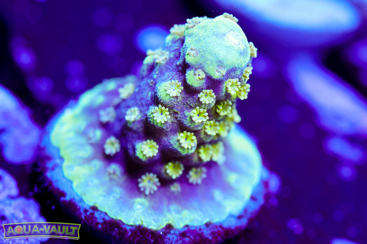 CV Date Night Acro 1 – Aqua-Vault