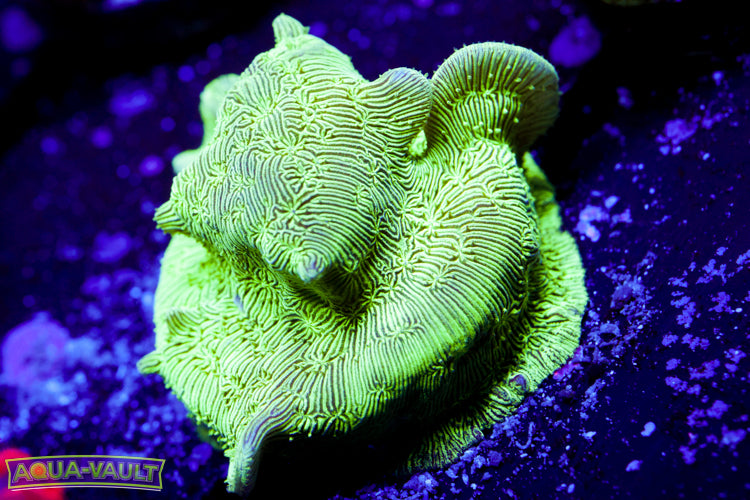 ORA Mint Chip Pavona 1 – Aqua-Vault