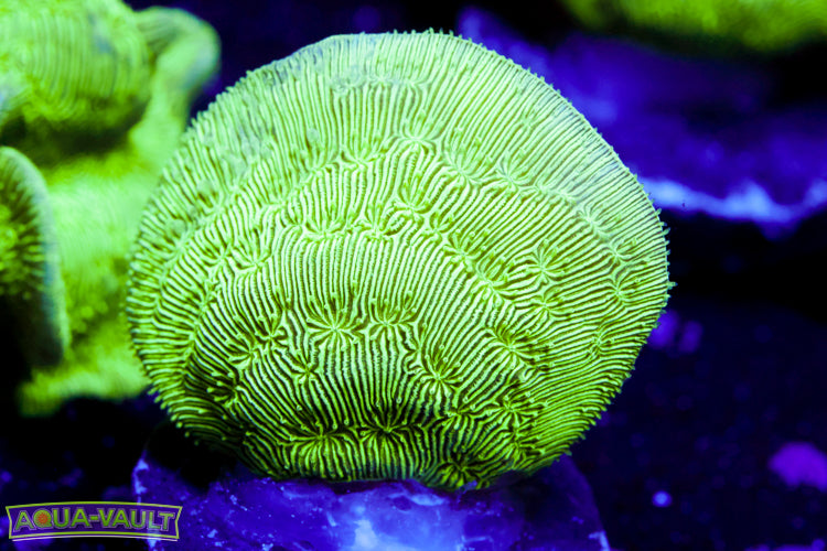 ORA Mint Chip Pavona 2 – Aqua-Vault