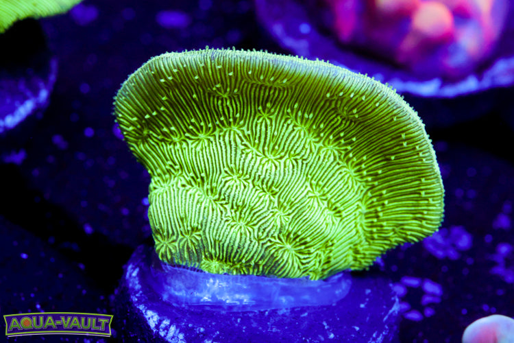 ORA Mint Chip Pavona 3 – Aqua-Vault