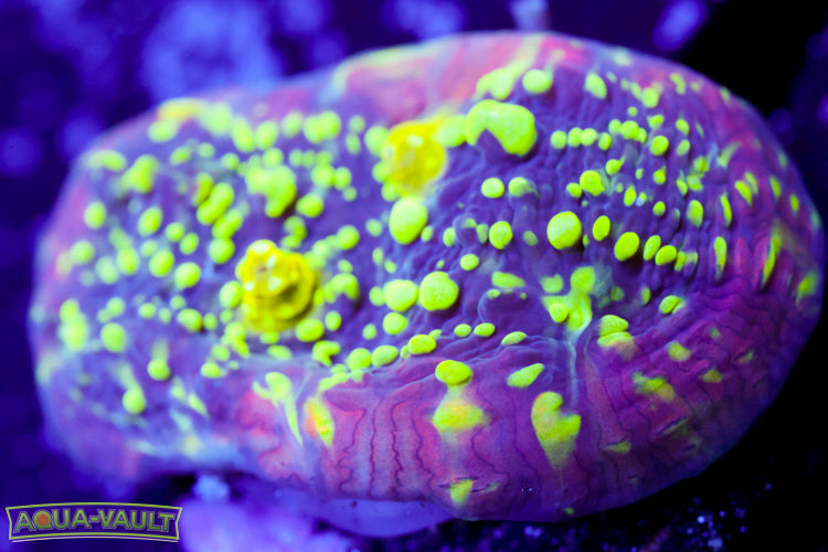 CV Nekrit Expanse Chalice 1 – Aqua-Vault