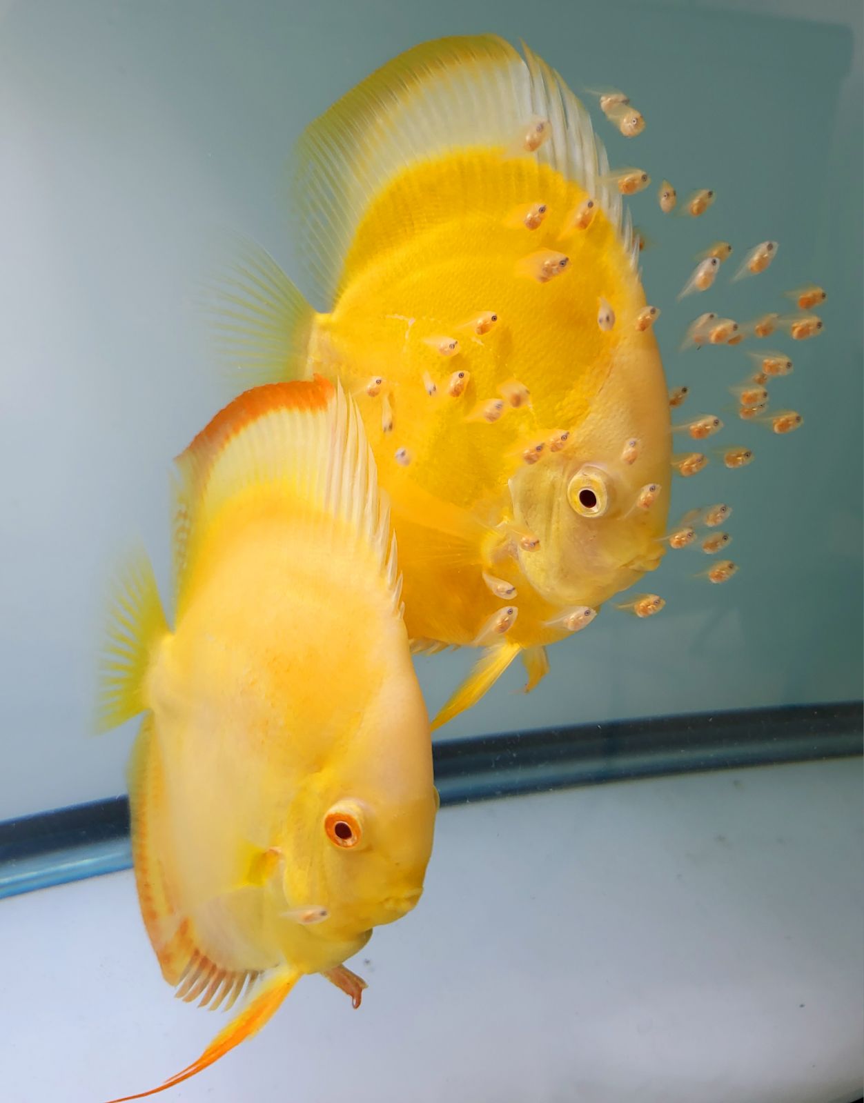DFW's Premier Aquatics Dealer – Aqua-Vault