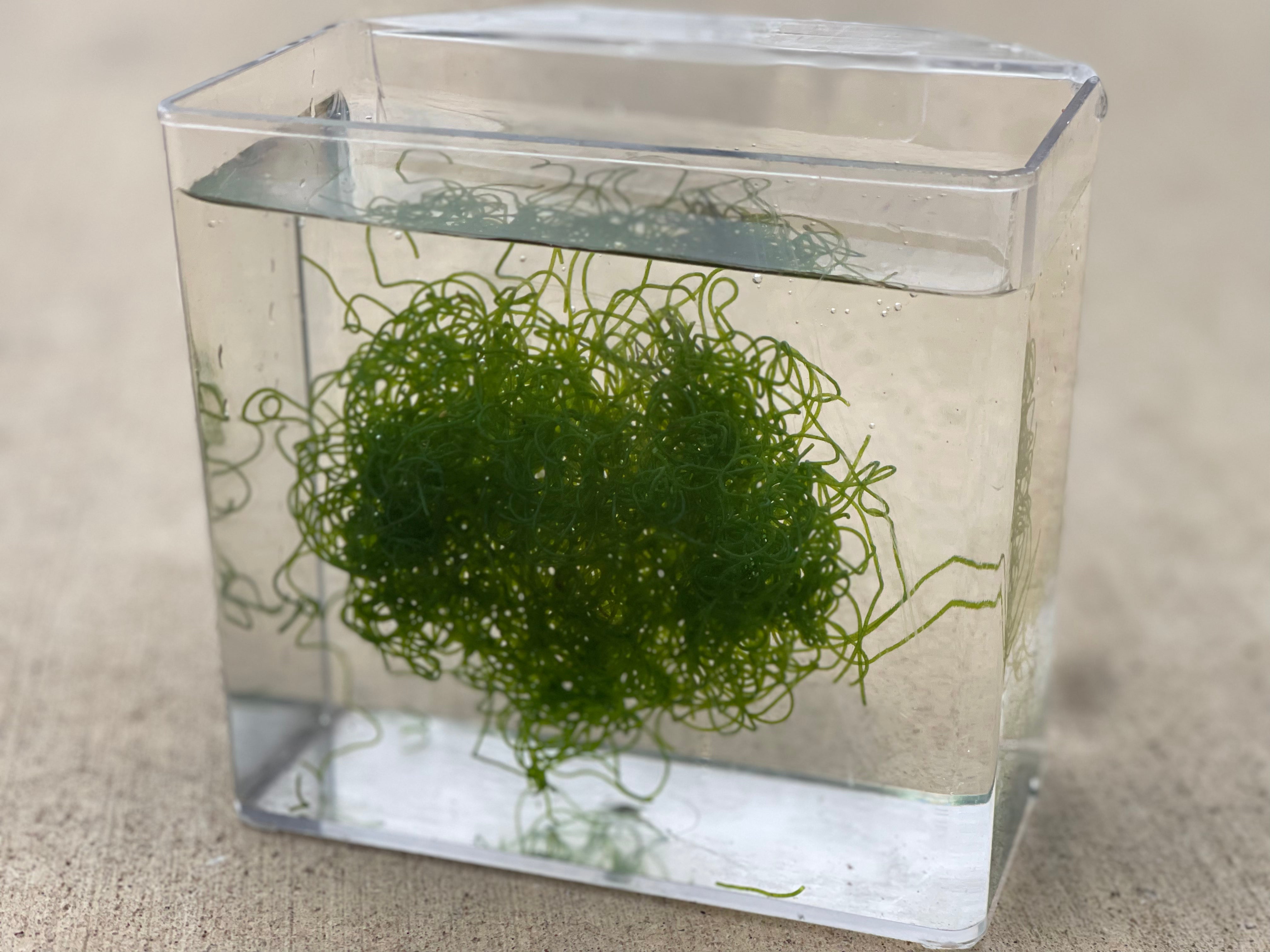 Clean Chaeto Macro Algae – Aqua-Vault