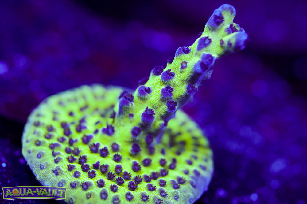 Grape Ape Acro 1 – Aqua-Vault