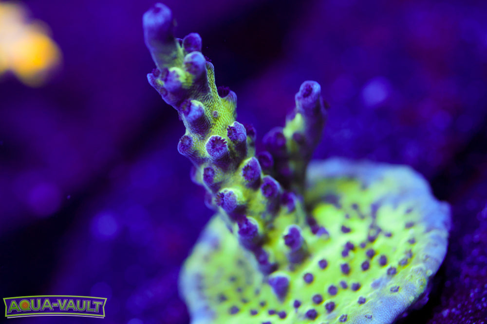 Grape Ape Acro 2 – Aqua-Vault