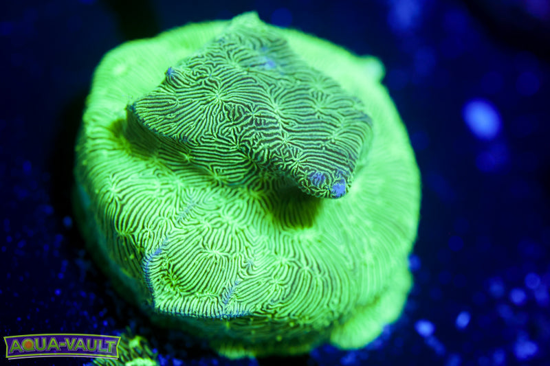 ORA Mint Chip Pavona 5 – Aqua-Vault