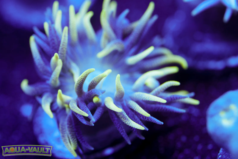 Branching Duncan Coral 2 – Aqua-Vault