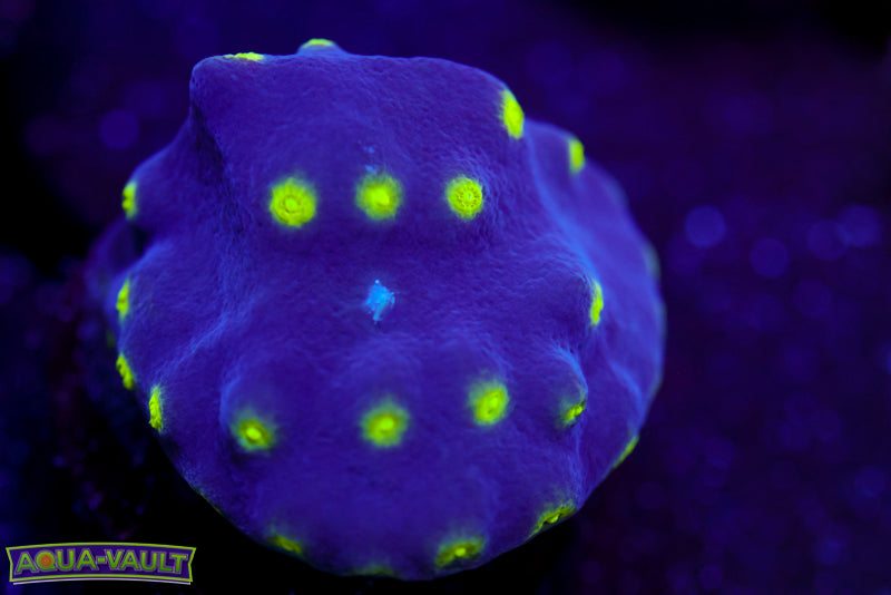 Neon Scroll Coral – Aqua-Vault