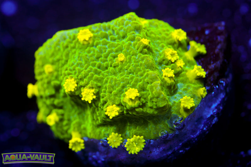 Glow Worm Astreopora 2 – Aqua-Vault