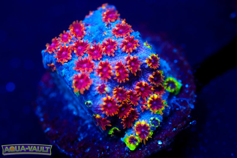 Skittles Bomb Cyphastrea 4 – Aqua-Vault