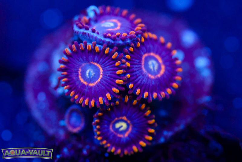 Blue Hornet Zoa 1 – Aqua-Vault