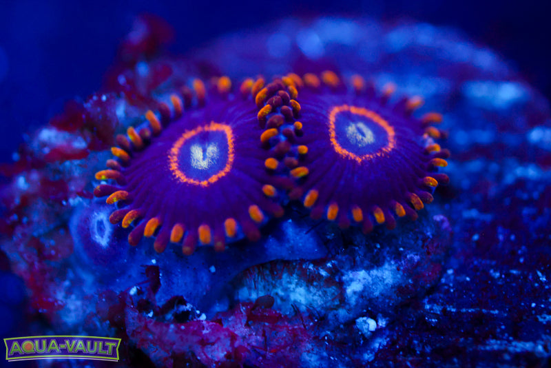 Blue Hornet Zoa 2 – Aqua-Vault