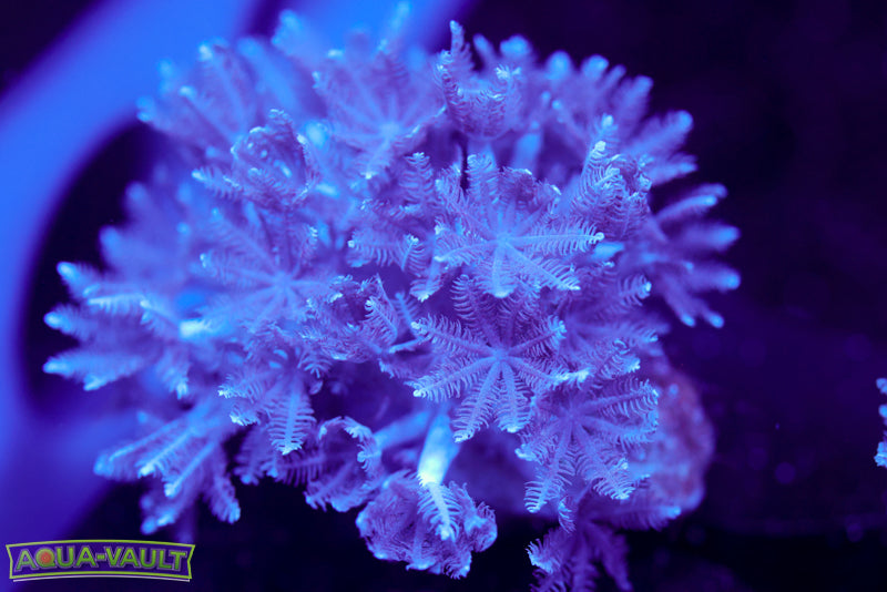 Pulsing Xenia 2 – Aqua-Vault