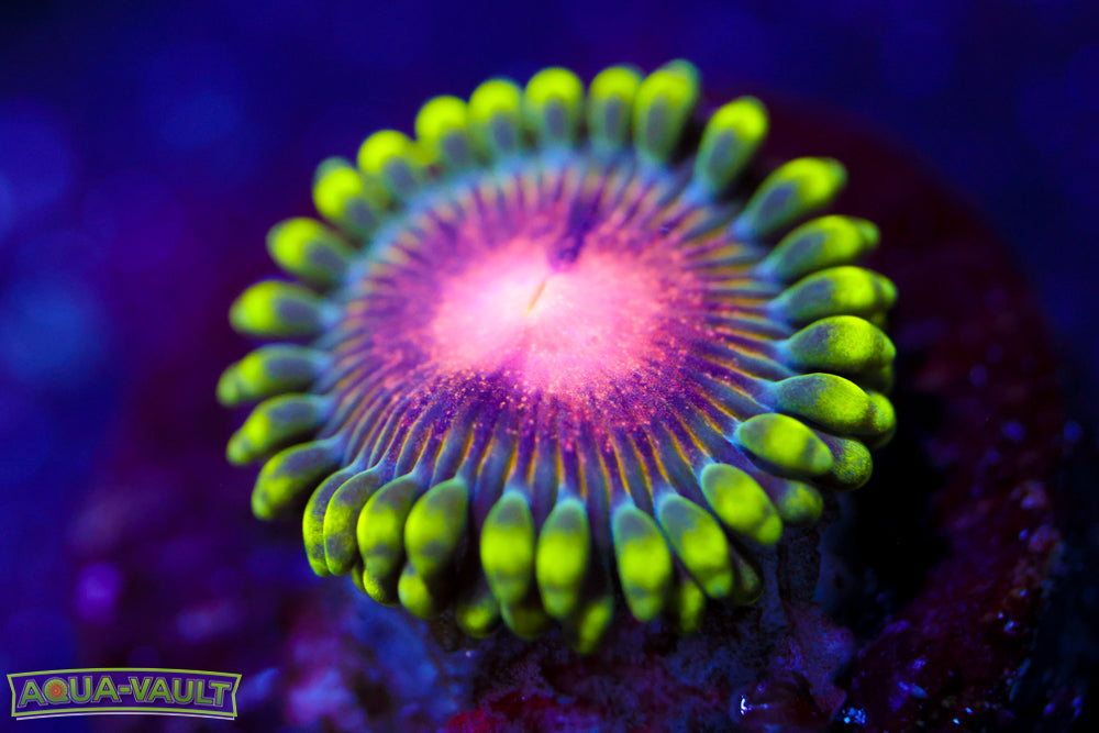 Sneaky Pink Zoa 2 – Aqua-Vault