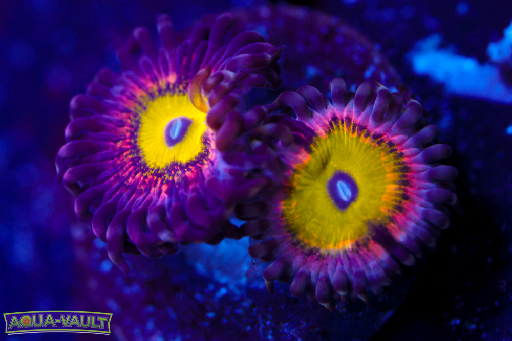 Pink Hippo Zoa 1 – Aqua-Vault