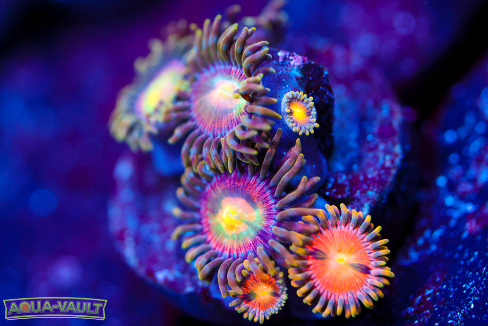 Laser Lemon Zoa 1 – Aqua-Vault